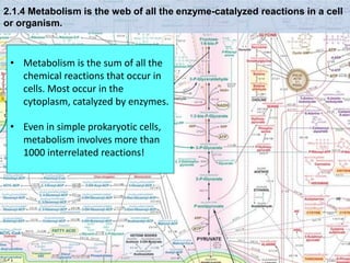 IB Biology 2.1 Slides: Molecules to Metabolism | PPTX