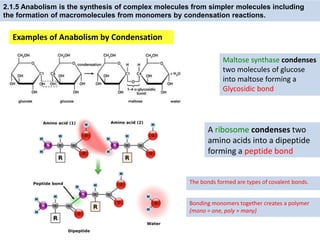 IB Biology 2.1 Slides: Molecules to Metabolism | PPTX