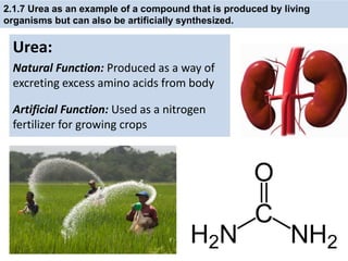IB Biology 2.1 Slides: Molecules to Metabolism | PPTX