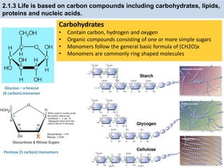 IB Biology 2.1 Slides: Molecules to Metabolism | PPTX
