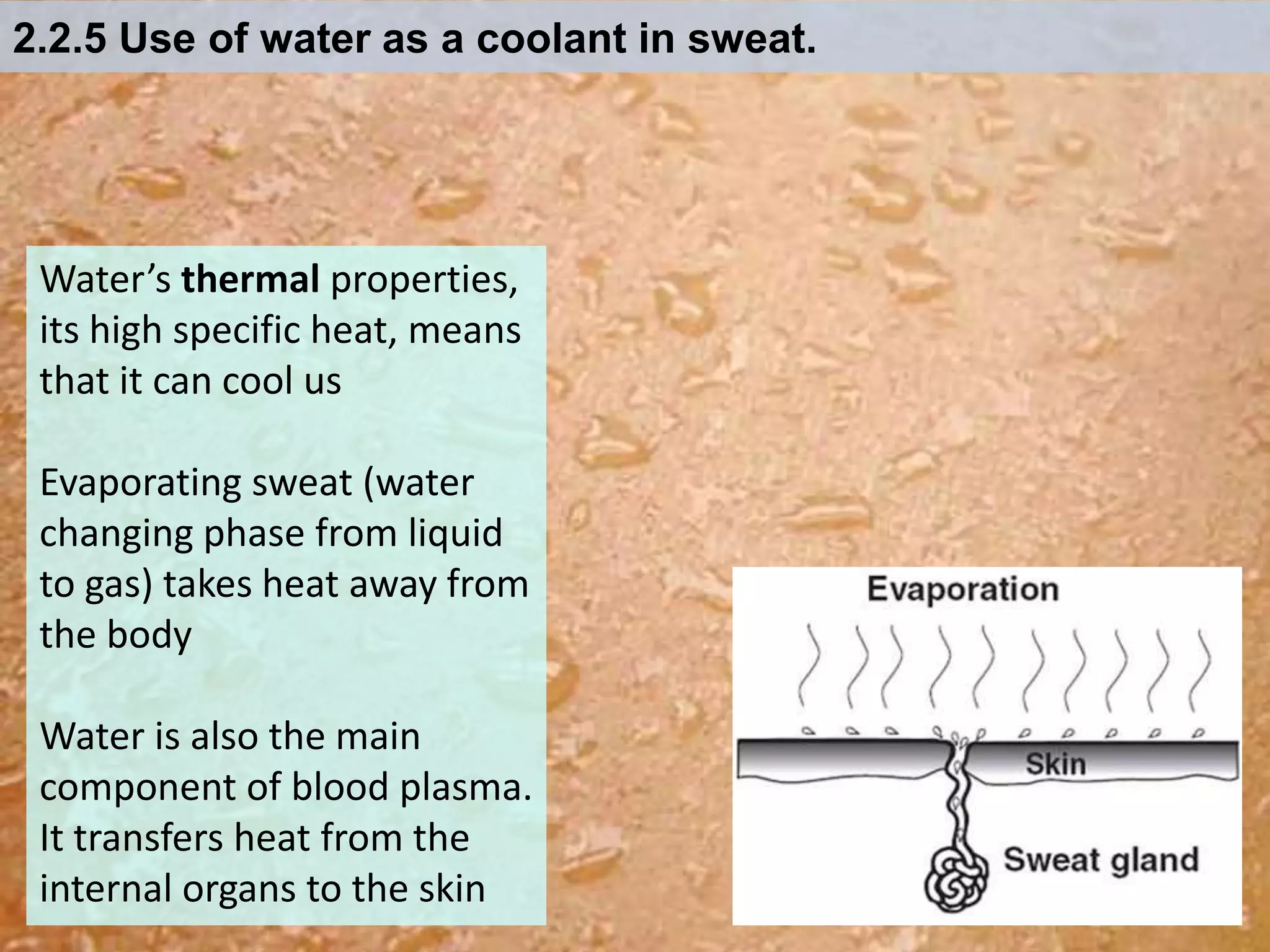 IB Biology 2.2 Slides: Water | PPTX