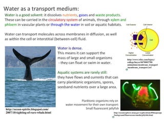 IB Biology 2.2 Slides: Water | PPTX