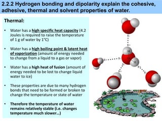 IB Biology 2.2 Slides: Water | PPTX