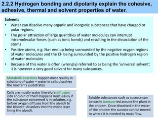 IB Biology 2.2 Slides: Water | PPTX