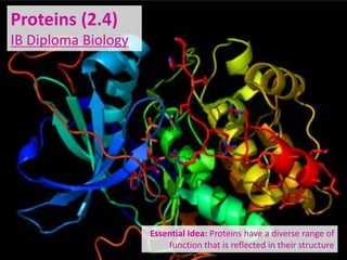 IB Biology 2.4 & 7.3 Slides: Proteins | PPTX