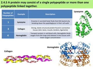 IB Biology 2.4 & 7.3 Slides: Proteins | PPTX