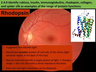 IB Biology 2.4 & 7.3 Slides: Proteins | PPTX