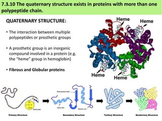 IB Biology 2.4 & 7.3 Slides: Proteins | PPTX