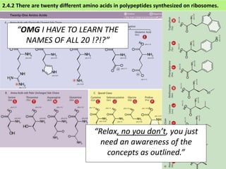 IB Biology 2.4 & 7.3 Slides: Proteins | PPTX