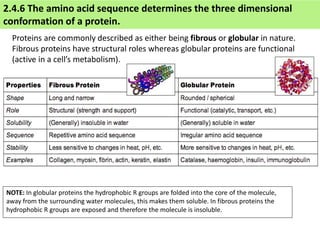 Protein Examples Biology