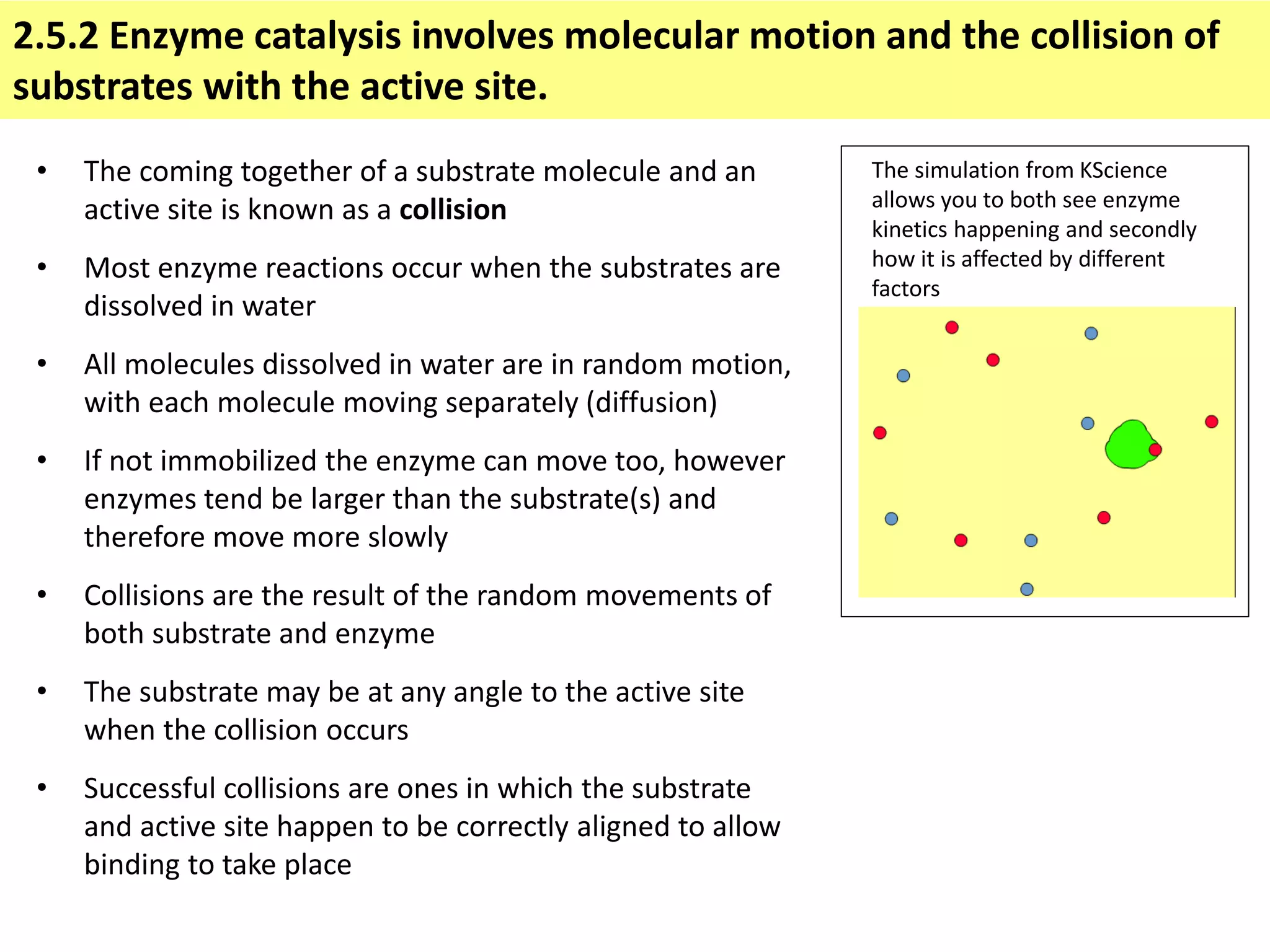 IB Biology 2.5 Slides: Enzymes | PPTX