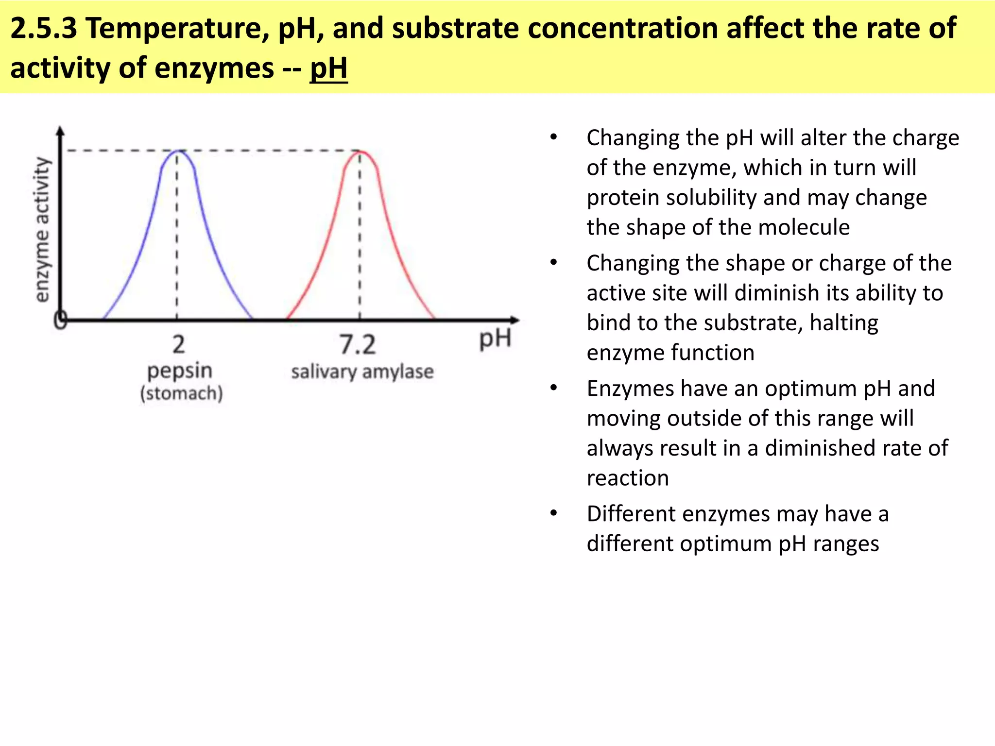 IB Biology 2.5 Slides: Enzymes | PPTX