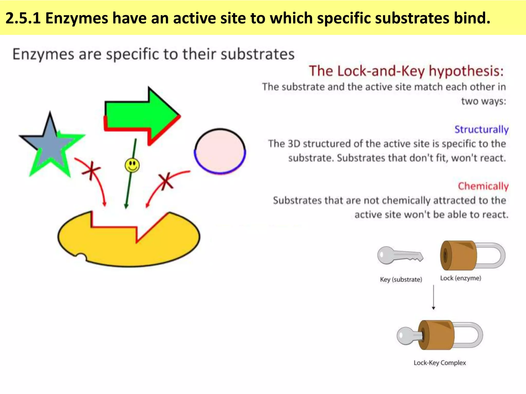 IB Biology 2.5 Slides: Enzymes | PPTX