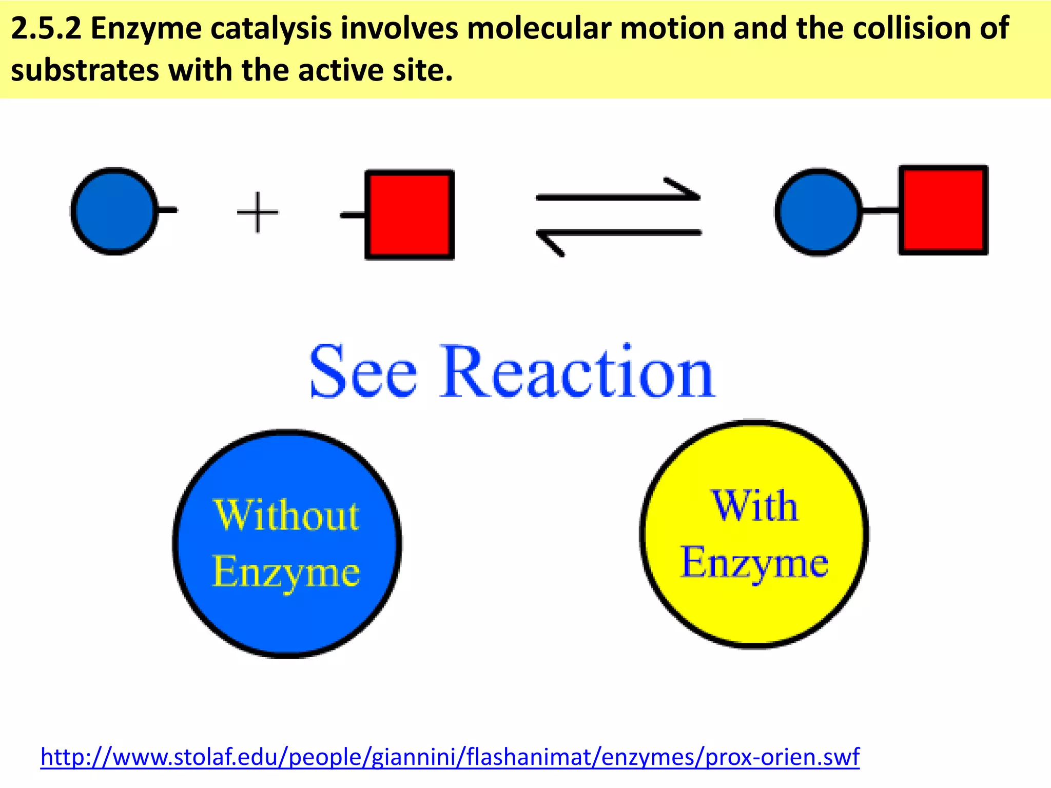 IB Biology 2.5 Slides: Enzymes | PPTX