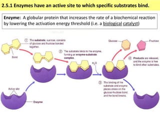 IB Biology 2.5 Slides: Enzymes | PPTX
