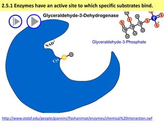 IB Biology 2.5 Slides: Enzymes | PPTX