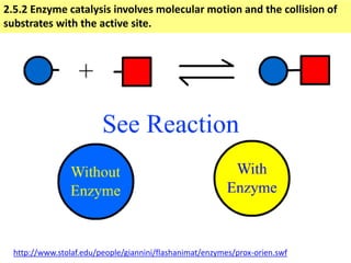 IB Biology 2.5 Slides: Enzymes | PPTX