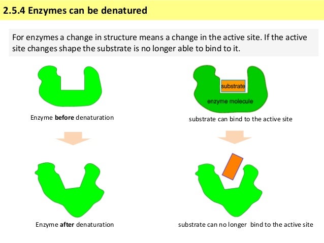 IB Biology 2.5 Slides: Enzymes