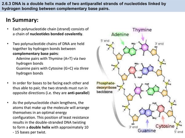 IB Biology 2.6 & 7.1 Slides: DNA Structure | PPTX