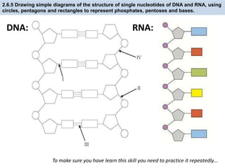 IB Biology 2.6 & 7.1 Slides: DNA Structure | PPTX