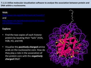 IB Biology 2.6 & 7.1 Slides: DNA Structure | PPTX