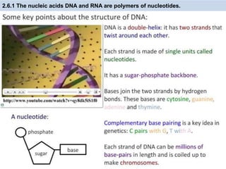 IB Biology 2.6 & 7.1 Slides: DNA Structure | PPTX
