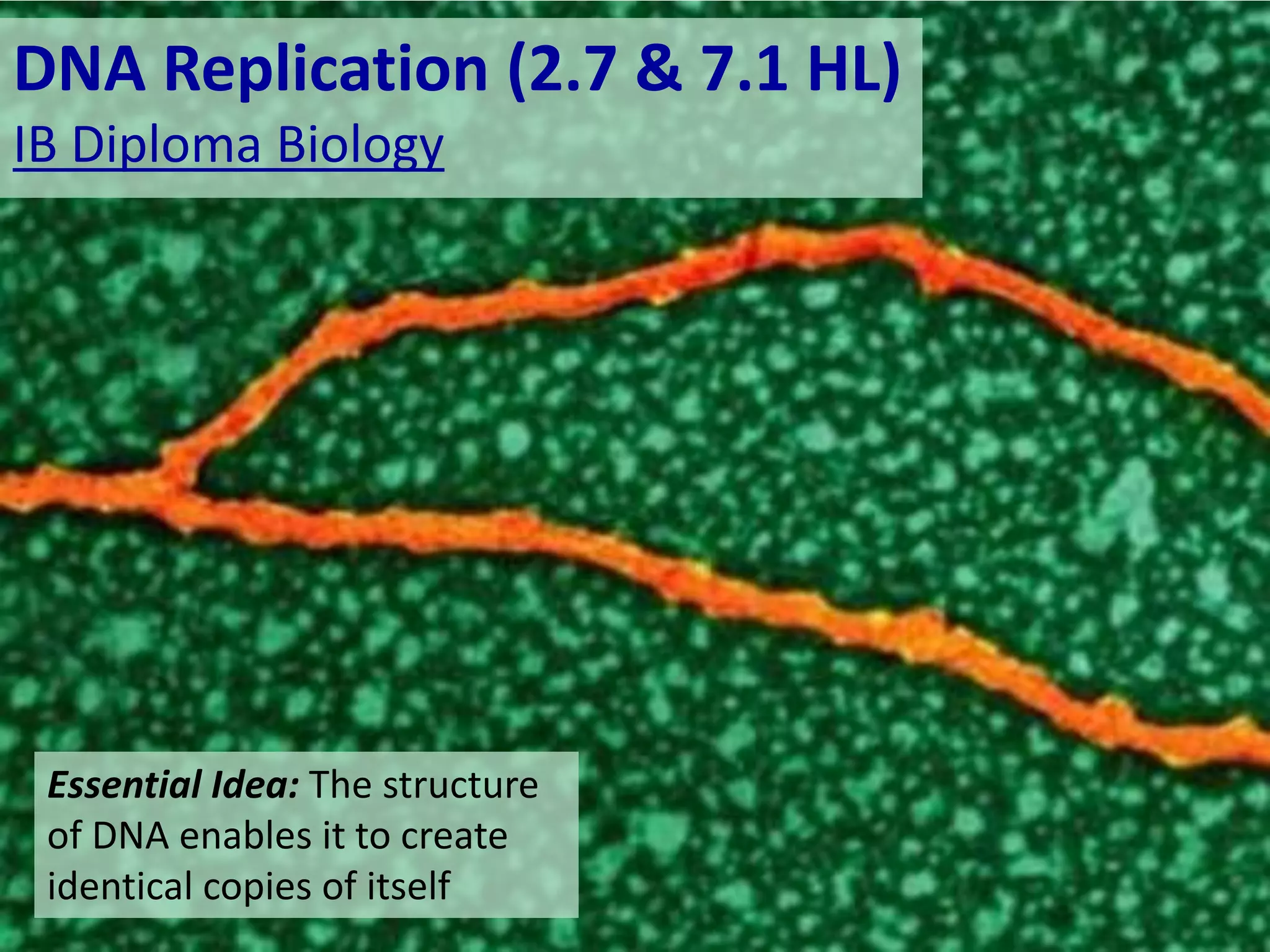IB Biology 2.7 & 7.1 Slides: DNA Replication | PPTX
