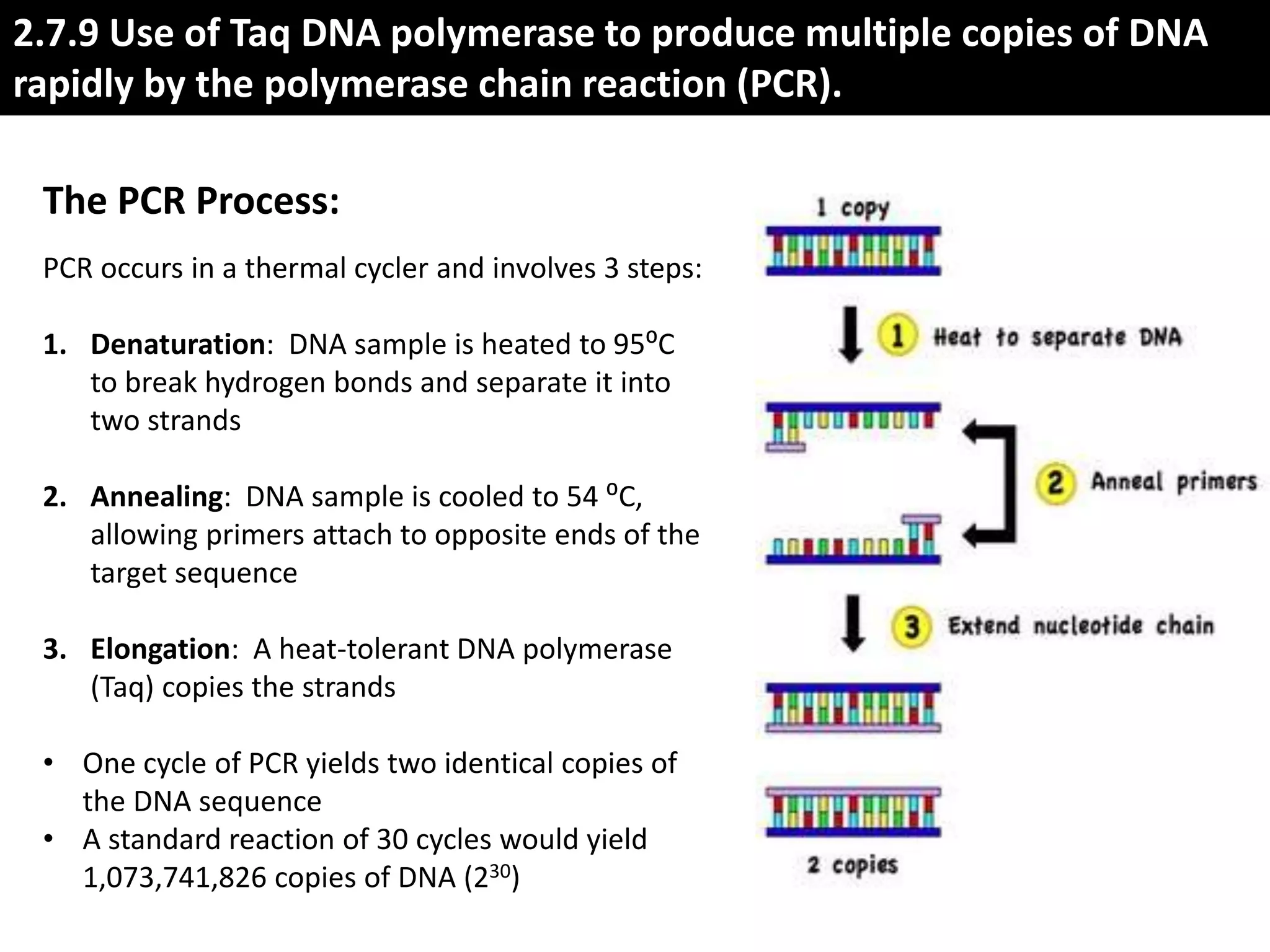 IB Biology 2.7 & 7.1 Slides: DNA Replication | PPTX