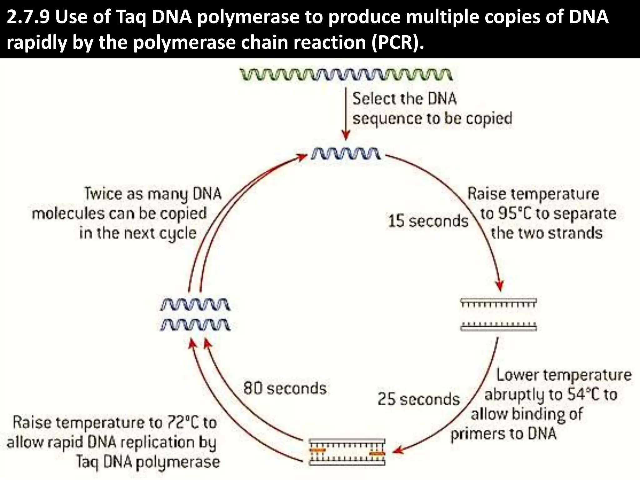 IB Biology 2.7 & 7.1 Slides: DNA Replication | PPTX