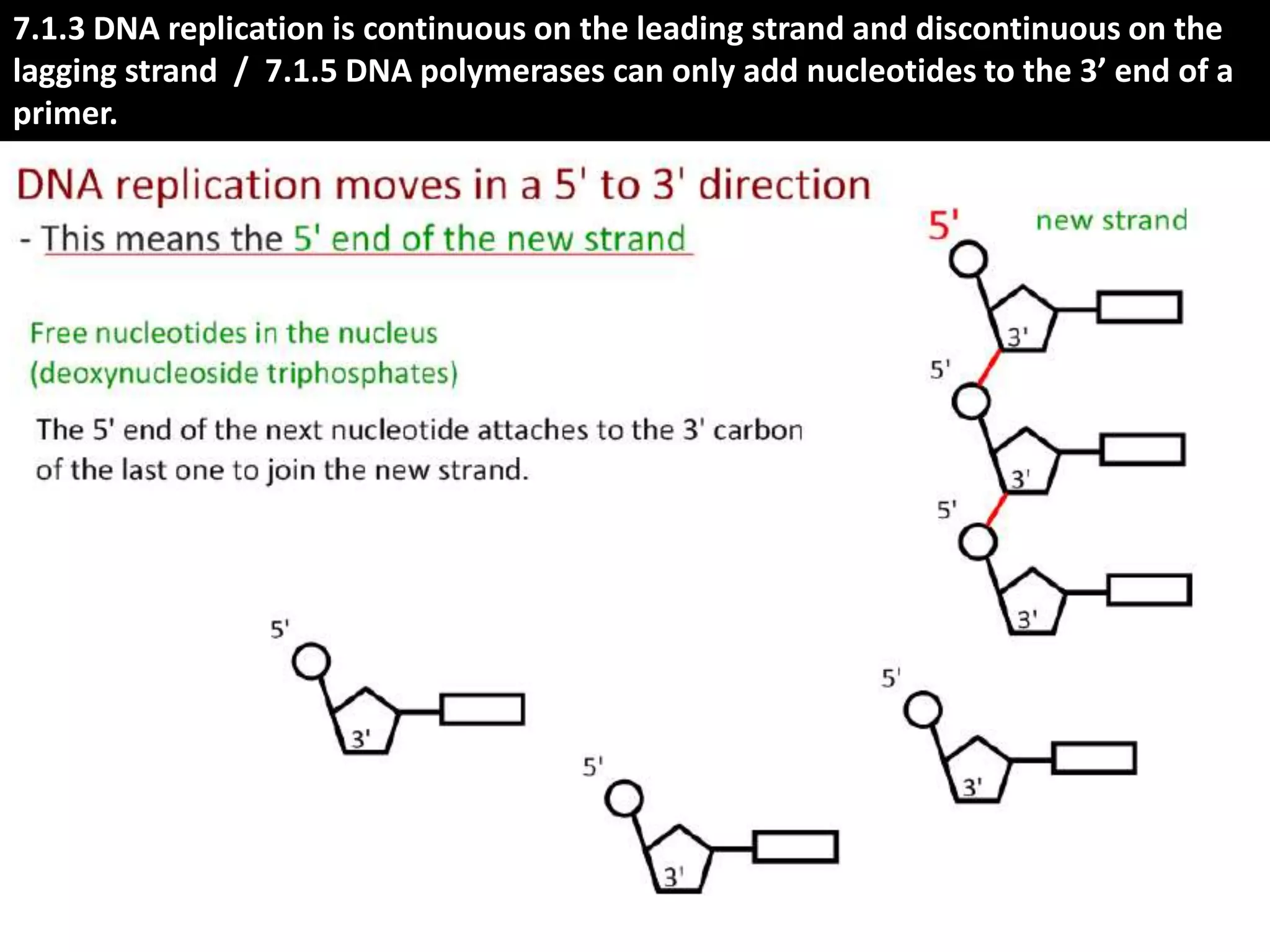 IB Biology 2.7 & 7.1 Slides: DNA Replication | PPTX