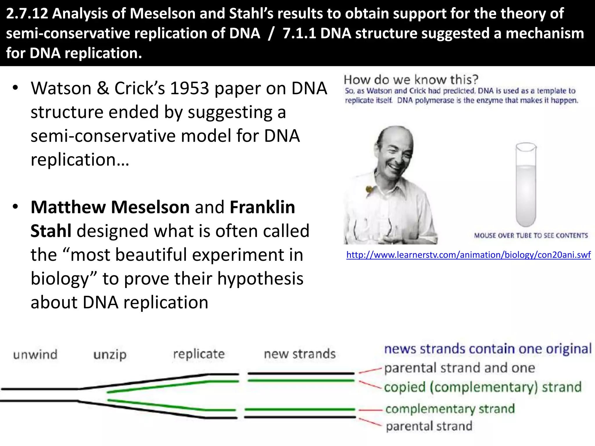 IB Biology 2.7 & 7.1 Slides: DNA Replication | PPTX