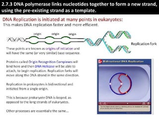IB Biology 2.7 & 7.1 Slides: DNA Replication | PPTX