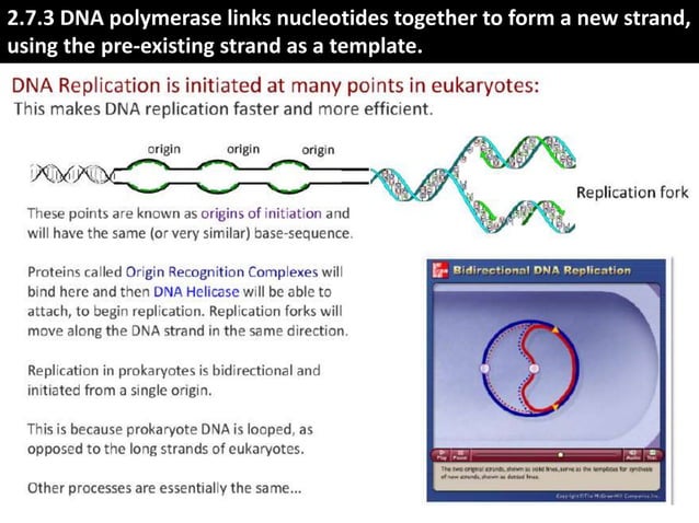 IB Biology 2.7 & 7.1 Slides: DNA Replication | PPTX