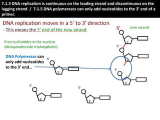 IB Biology 2.7 & 7.1 Slides: DNA Replication | PPTX