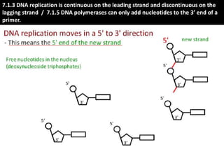 IB Biology 2.7 & 7.1 Slides: DNA Replication | PPTX