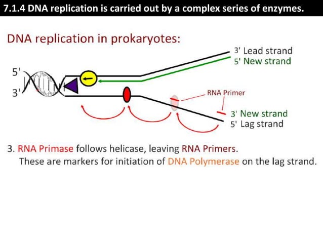IB Biology 2.7 & 7.1 Slides: DNA Replication | PPTX