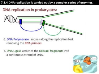 IB Biology 2.7 & 7.1 Slides: DNA Replication | PPTX