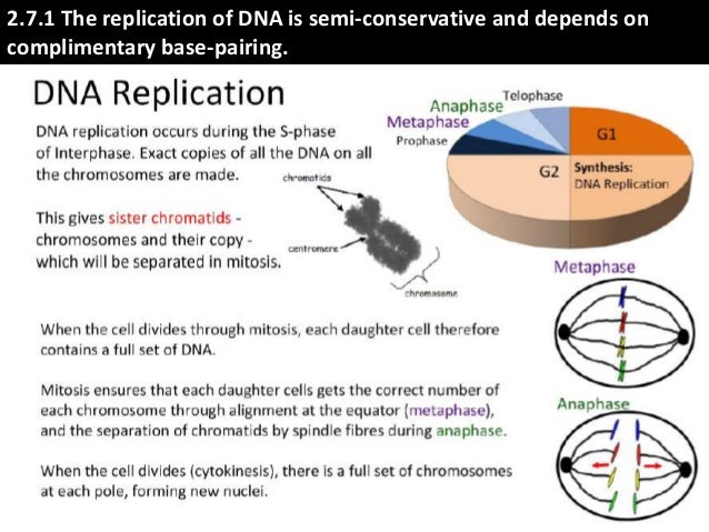 IB Biology 2.7 & 7.1 Slides: DNA Replication