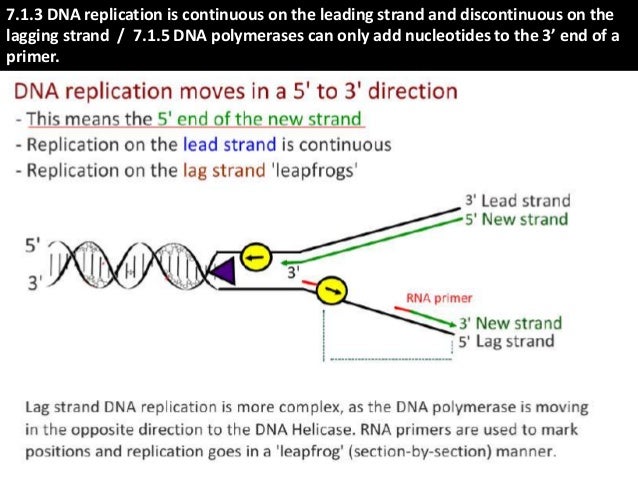 IB Biology 2.7 & 7.1 Slides: DNA Replication