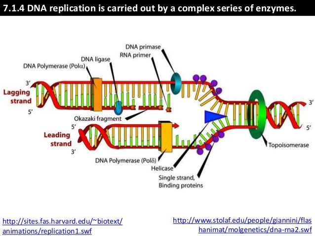Ib Biology 2 7 And 7 1 Slides Dna Replication