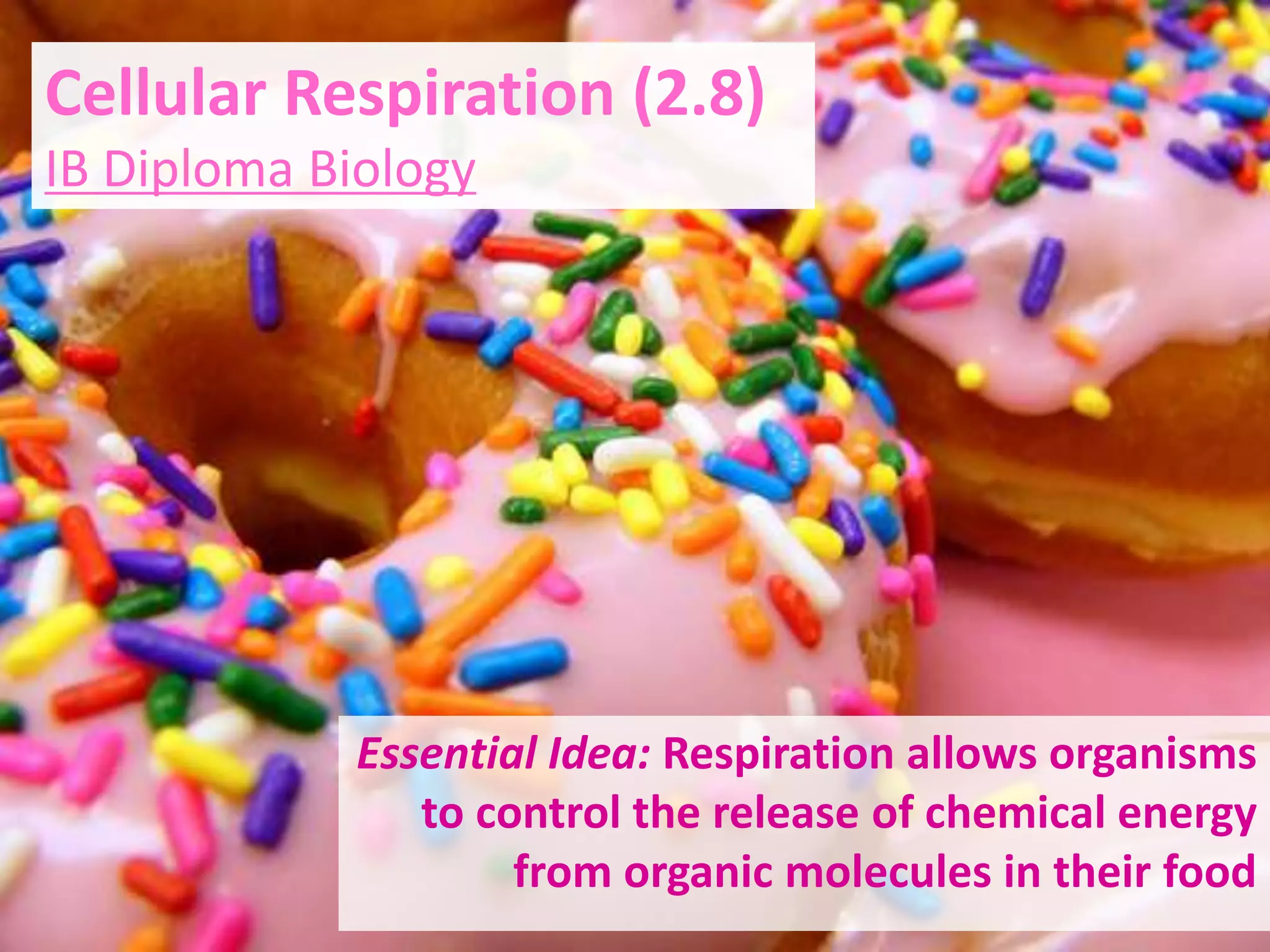 IB Biology 2.8 Slides: Respiration | PPTX