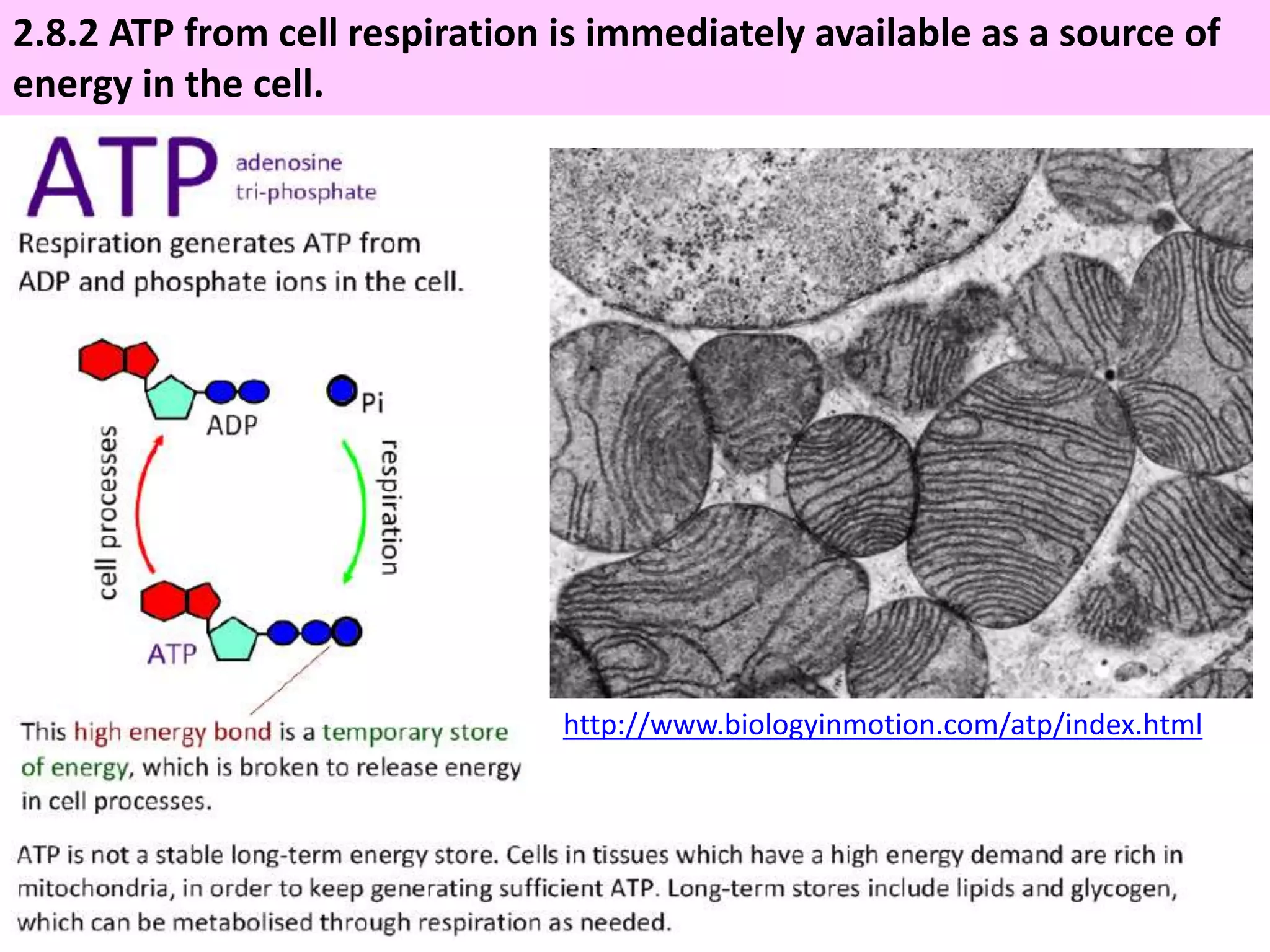 IB Biology 2.8 Slides: Respiration | PPTX