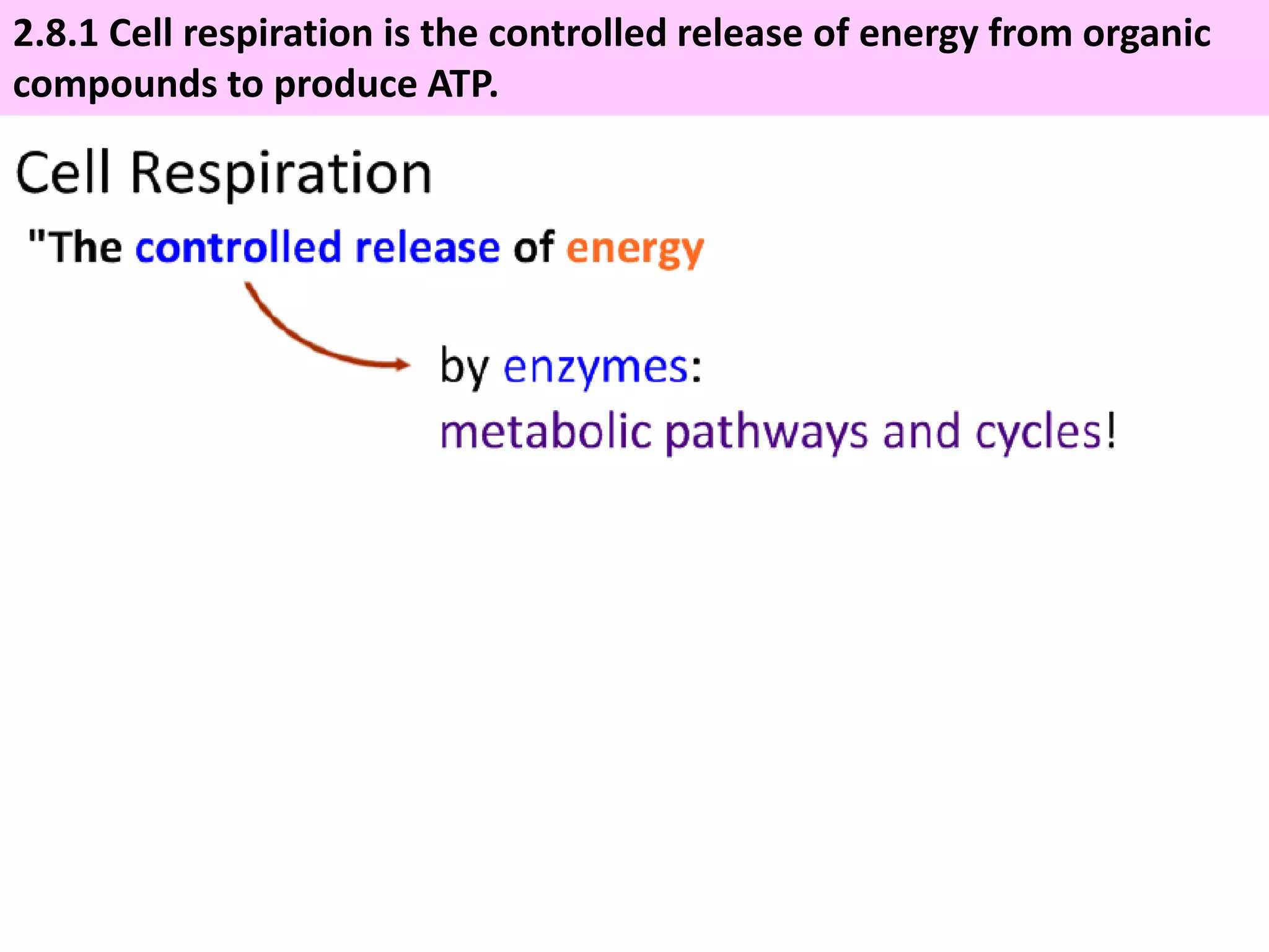 IB Biology 2.8 Slides: Respiration | PPTX