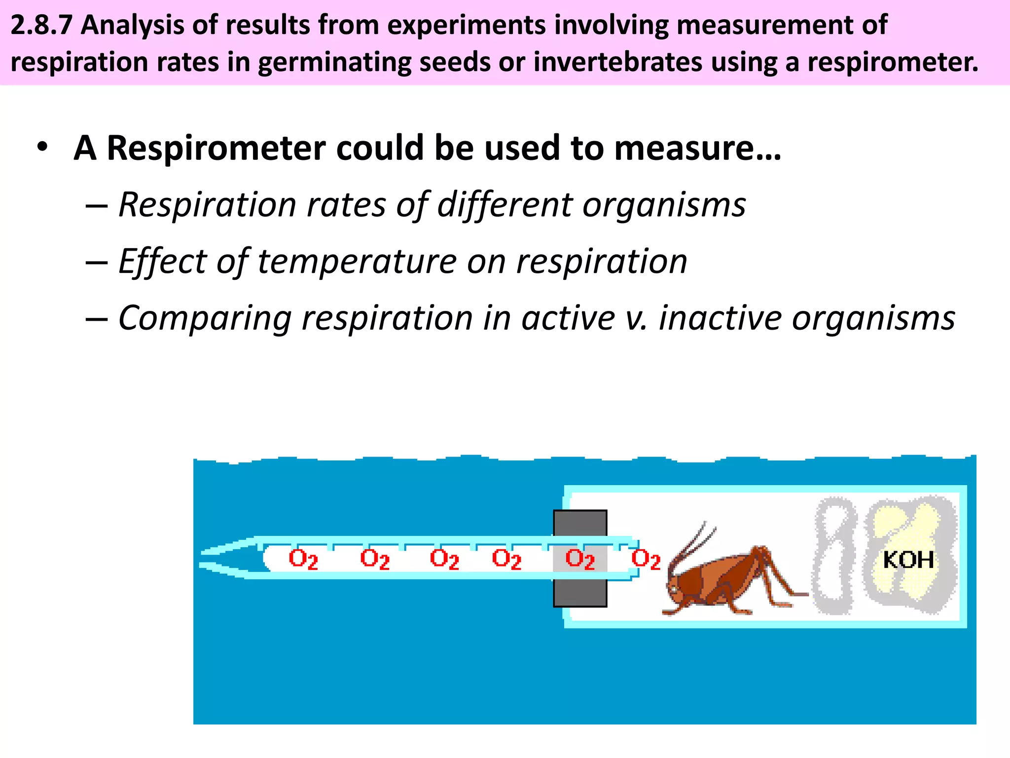 IB Biology 2.8 Slides: Respiration | PPTX
