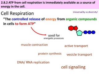 IB Biology 2.8 Slides: Respiration | PPTX