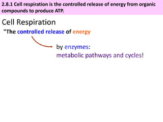 IB Biology 2.8 Slides: Respiration | PPTX