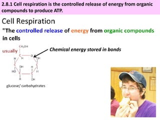 IB Biology 2.8 Slides: Respiration | PPTX