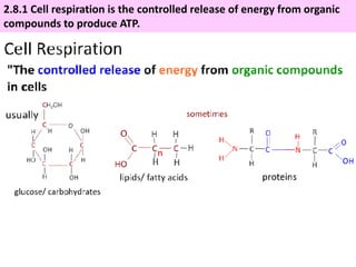 IB Biology 2.8 Slides: Respiration | PPTX