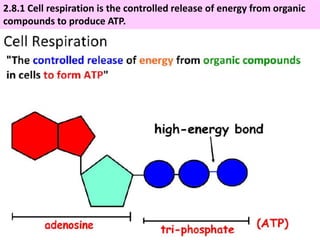IB Biology 2.8 Slides: Respiration | PPTX