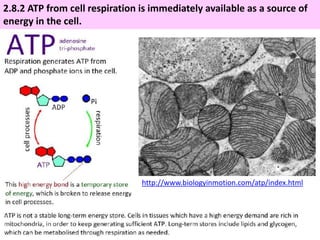 Cellular Respiration And A Cells Demand For Atp